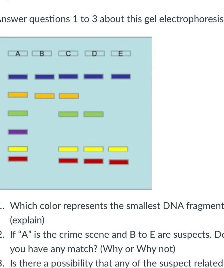 nswer questions 1 to 3 about this gel electrophoresis Which color ...