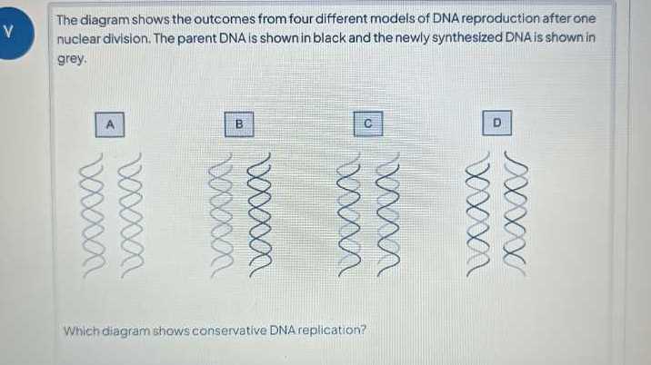 The diagram shows the outcomes from four different models of DNA ...