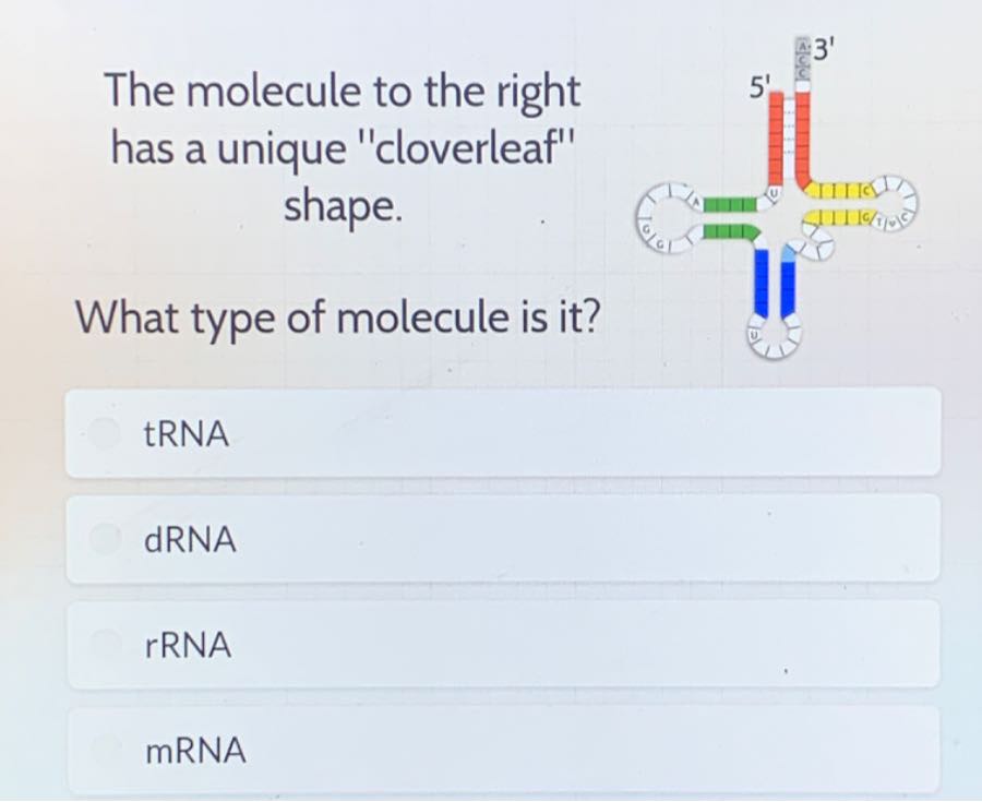 The molecule to the right has a unique "cloverleaf" shape. What type of ...