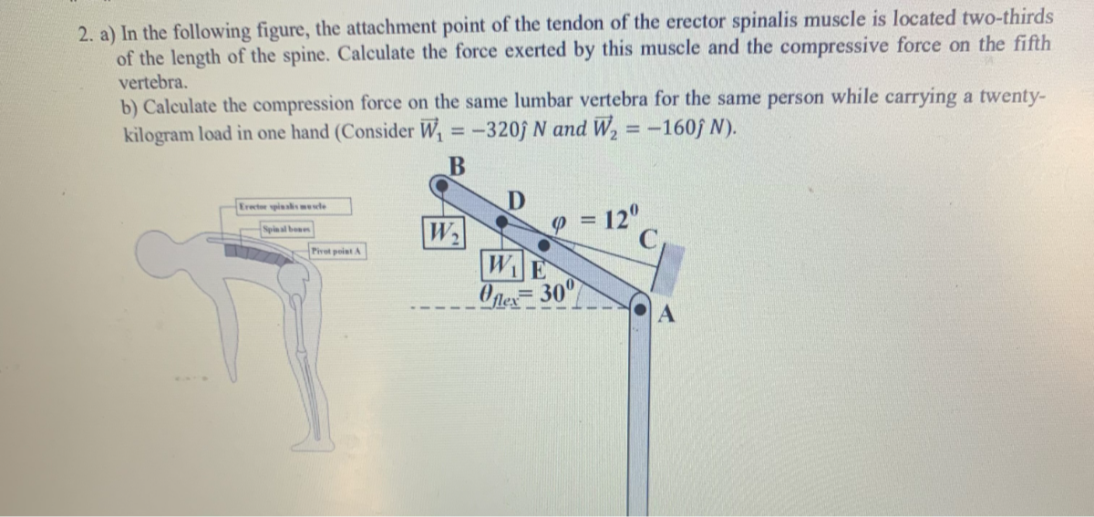 2. a) In the following figure, the attachment point of the tendon of ...