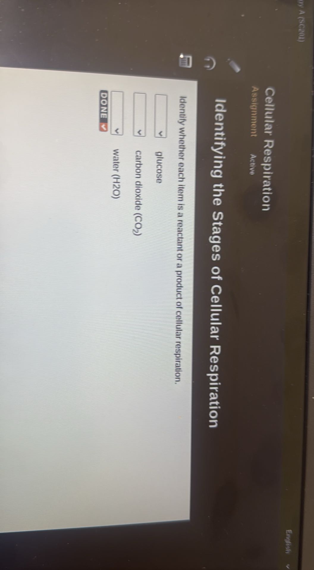 English Cellular Respiration Assignment Active Identifying the Stages ...