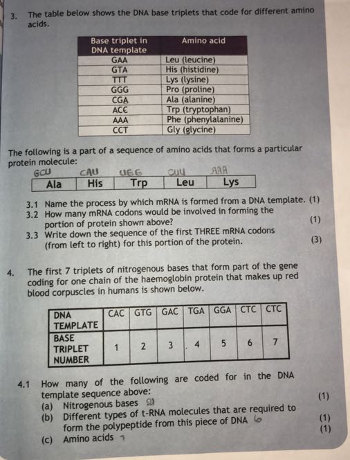 3. The table below shows the DNA base triplets that code for different amino acids. Base triplet ...