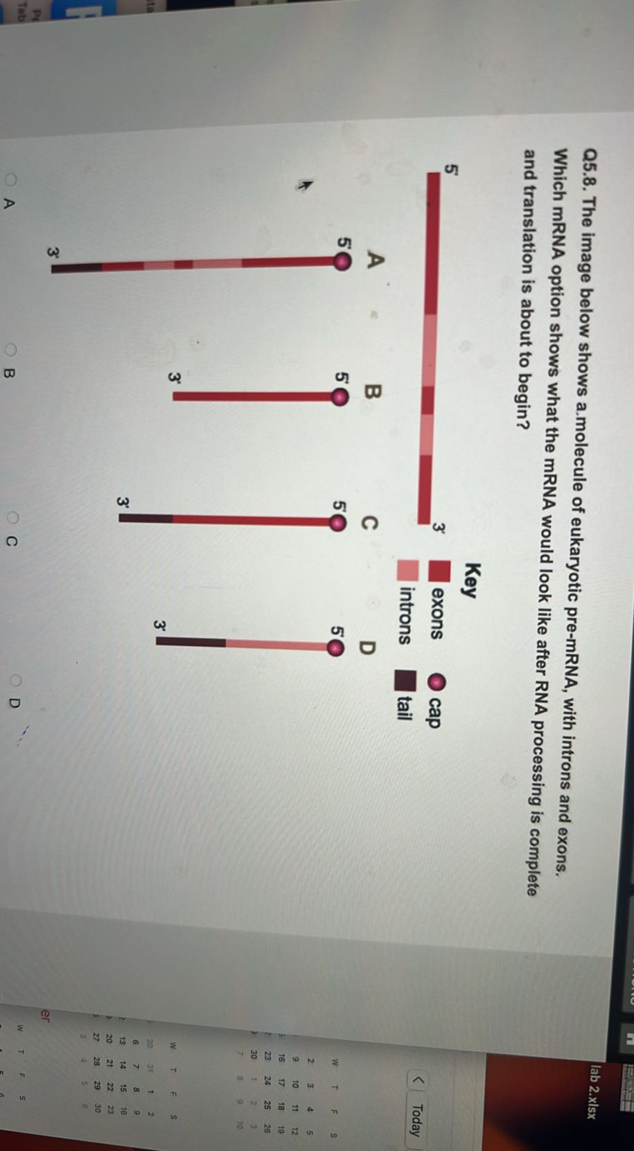 [GET ANSWER] Q5.8. The image below shows a.molecule of eukaryotic pre ...