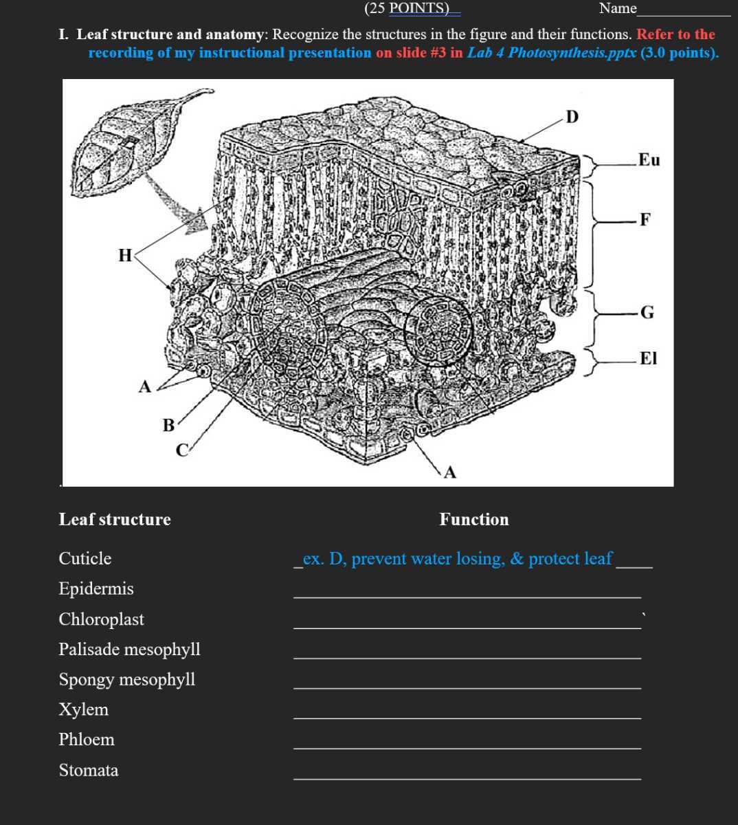 (25 POINTS) Name I. Leaf structure and anatomy: Recognize the structures in the figure and their ...