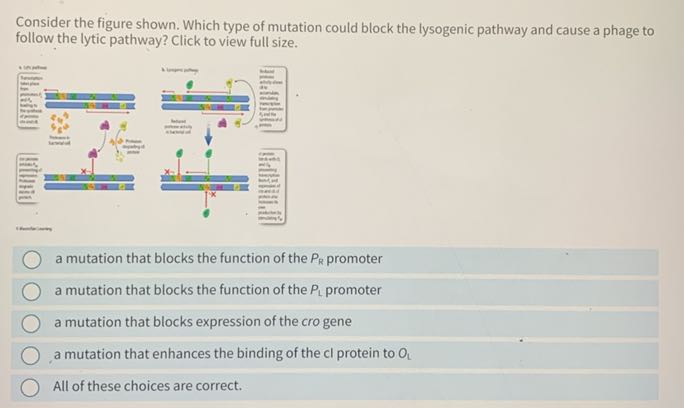 Consider the figure shown. Which type of mutation could block the ...