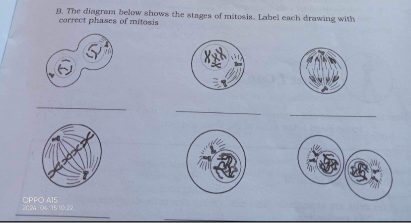 B. The diagram below shows the stages of mitosis. Label each drawing with correct phases of ...