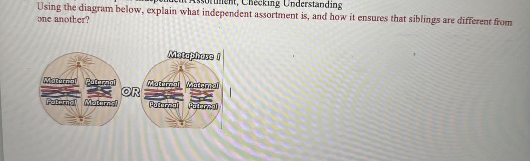 Using the diagram below, explain what independent assortment is, and ...