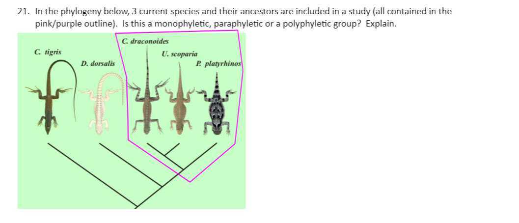 21 in the phylogeny below 3 current species and their ancestors are ...
