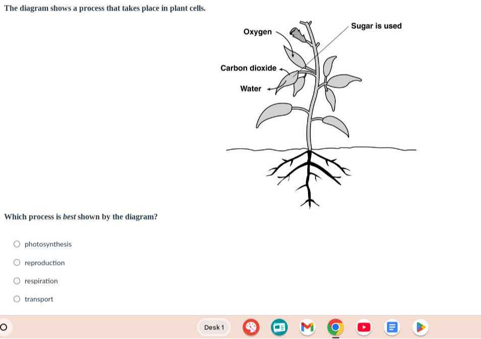 The diagram shows a process that takes place in plant cells. Which ...