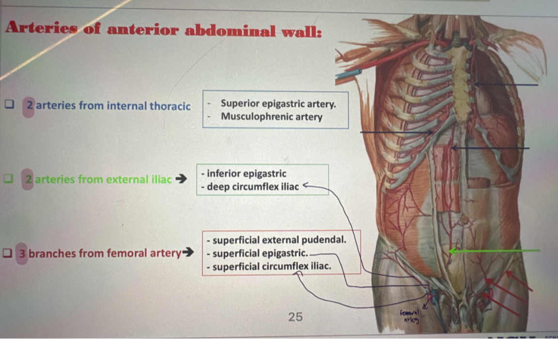 Arteries of anterior abdominal wall: 2 arteries from internal thoracic 2 arteries from external ...
