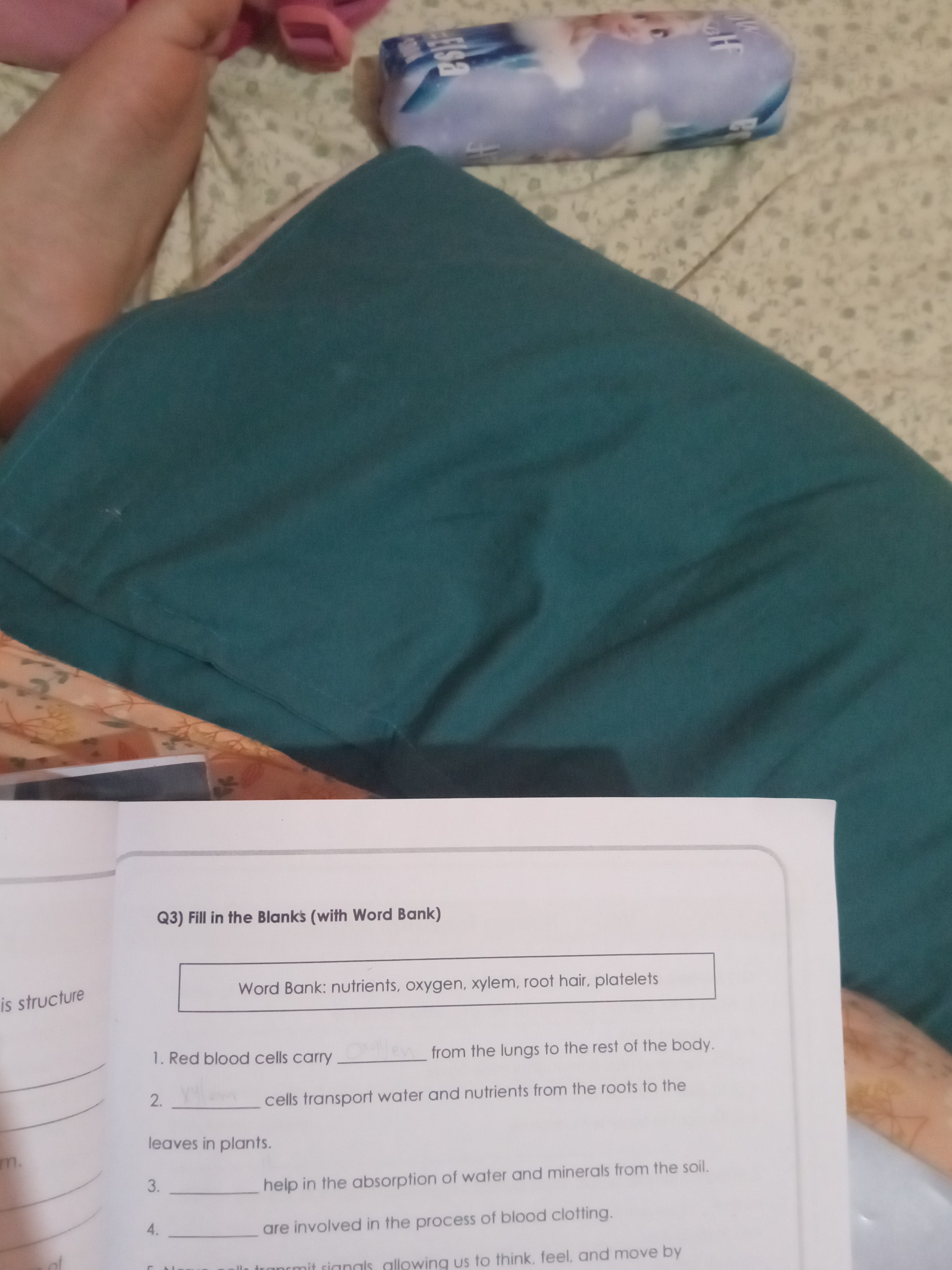 q3 fill in the blanks with word bank word bank nutrients oxygen xylem ...