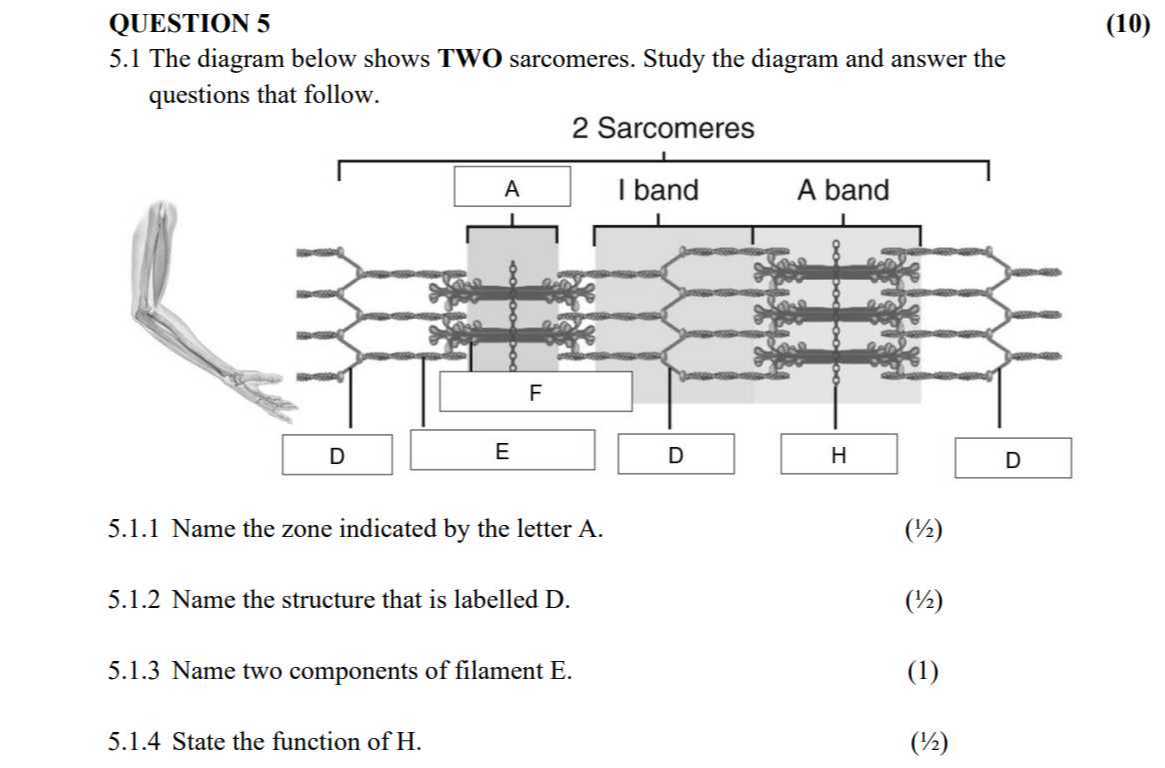 QUESTION 5 5.1 The diagram below shows TWO sarcomeres. Study the ...