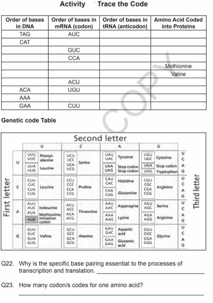 Activity Trace the Code Order of bases in DNA Order of bases in mRNA ...