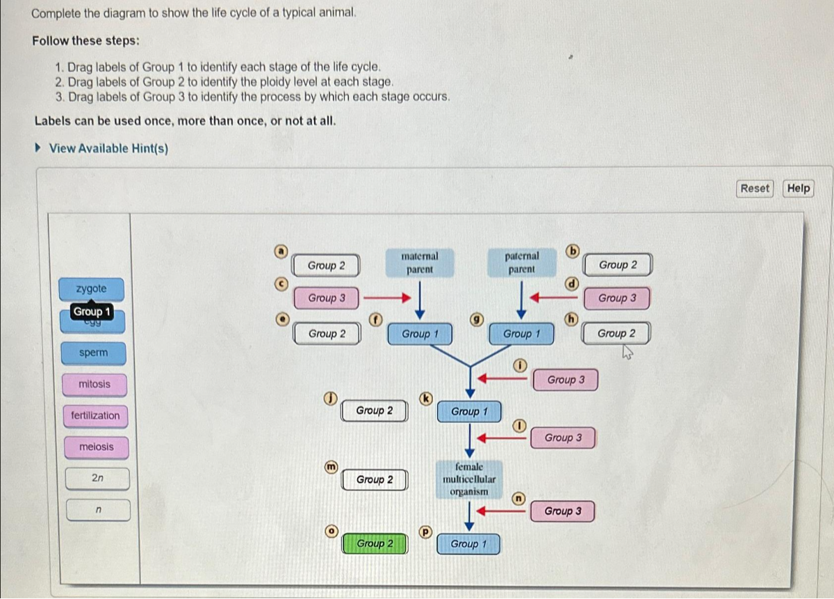 Complete the diagram to show the life cycle of a typical animal. Follow ...