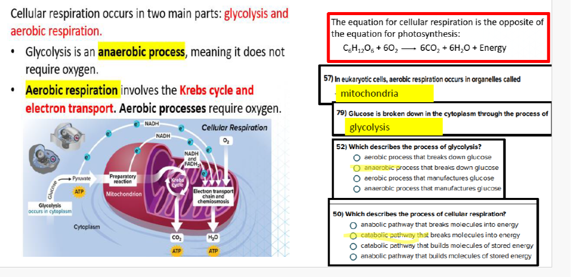 Cellular respiration occurs in two main parts: glycolysis and aerobic ...