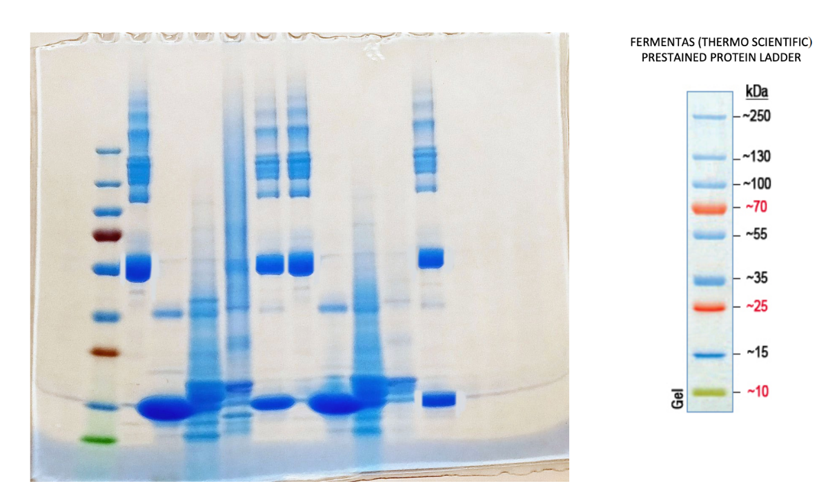 FERMENTAS (THERMO SCIENTIFIC) PRESTAINED PROTEIN LADDER
