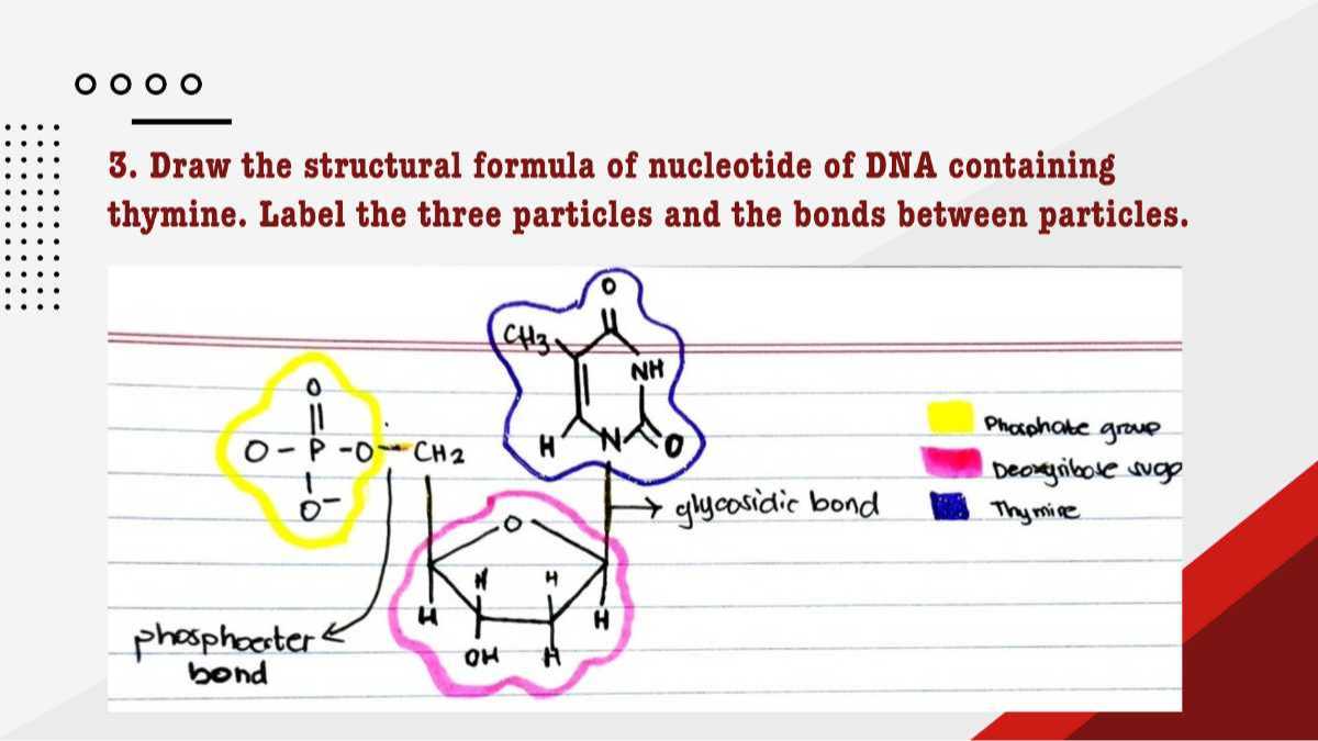 0000 3 draw the structural formula of nucleotide of dna containing ...