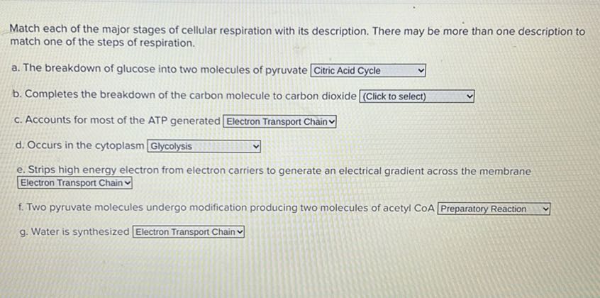 Match each of the major stages of cellular respiration with its ...