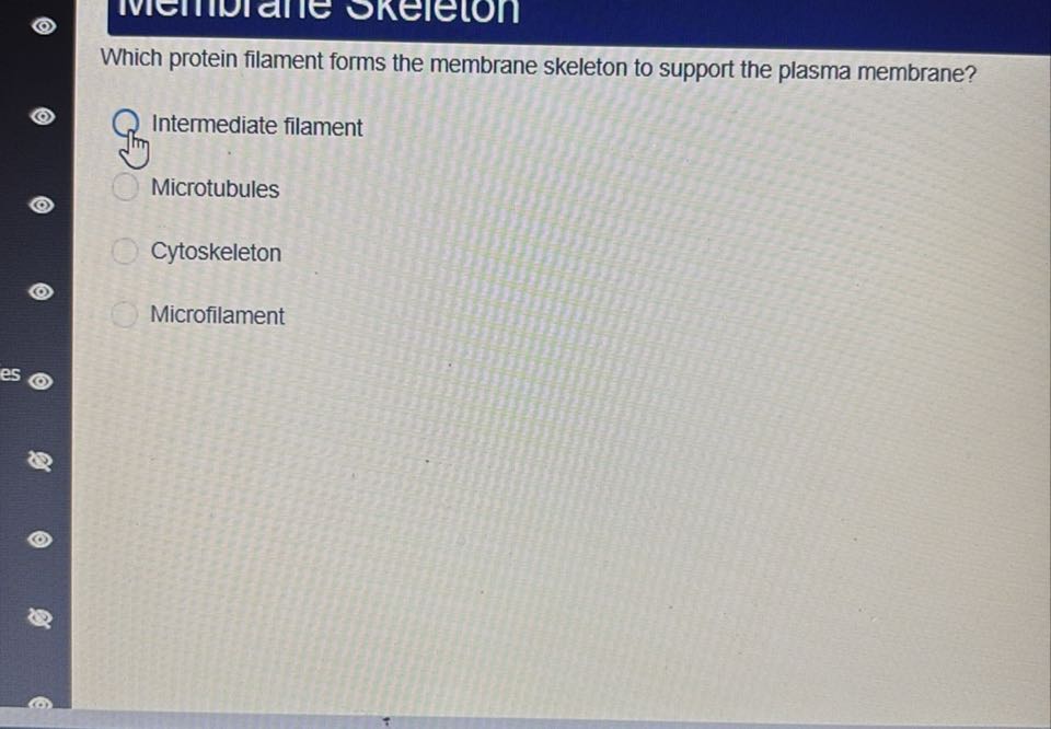 Which protein filament forms the membrane skeleton to support the ...