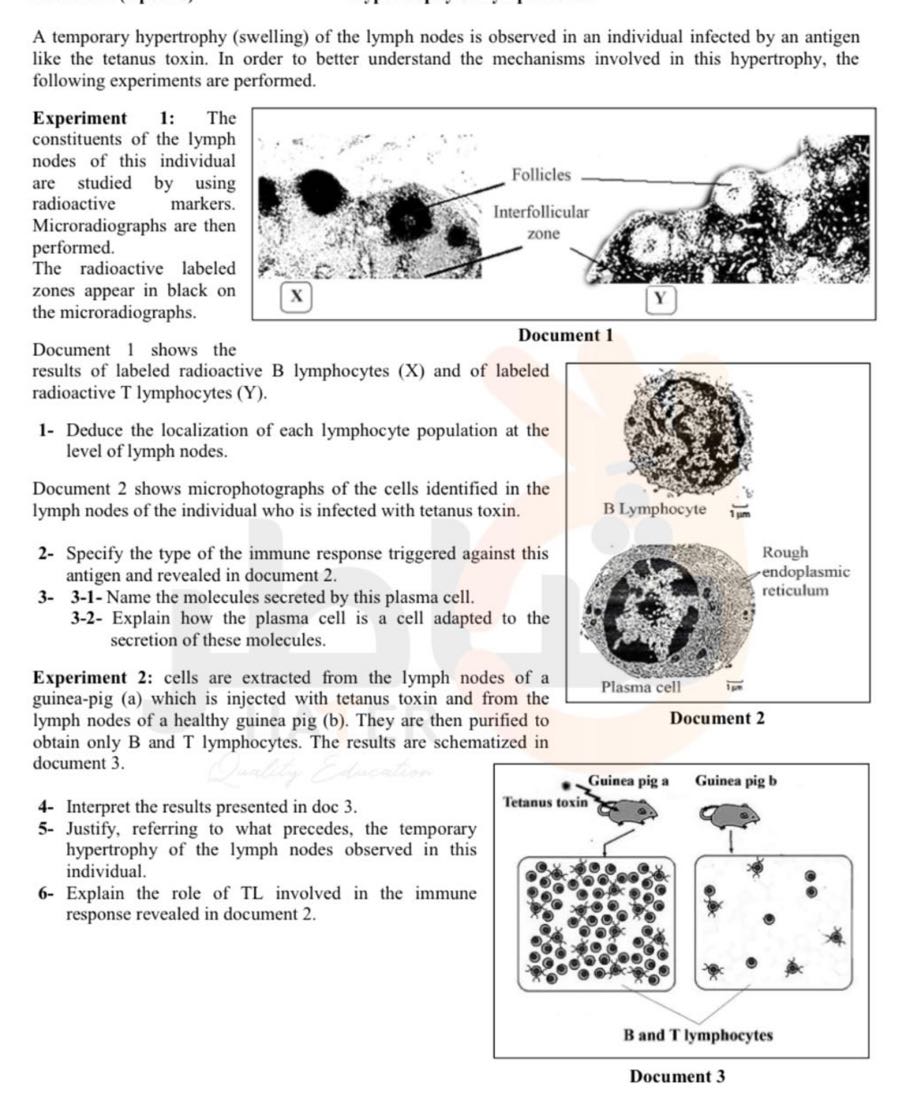 A temporary hypertrophy (swelling) of the lymph nodes is observed in an ...