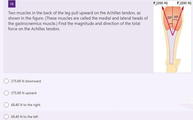 16 Two muscles in the back of the leg pull upward on the Achilles ...