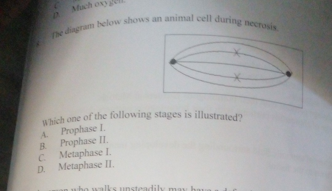 The diagram below shows an animal cell during necrosis. Which one of ...