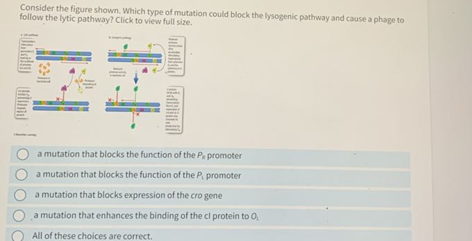 Consider the figure shown. Which type of mutation could block the ...