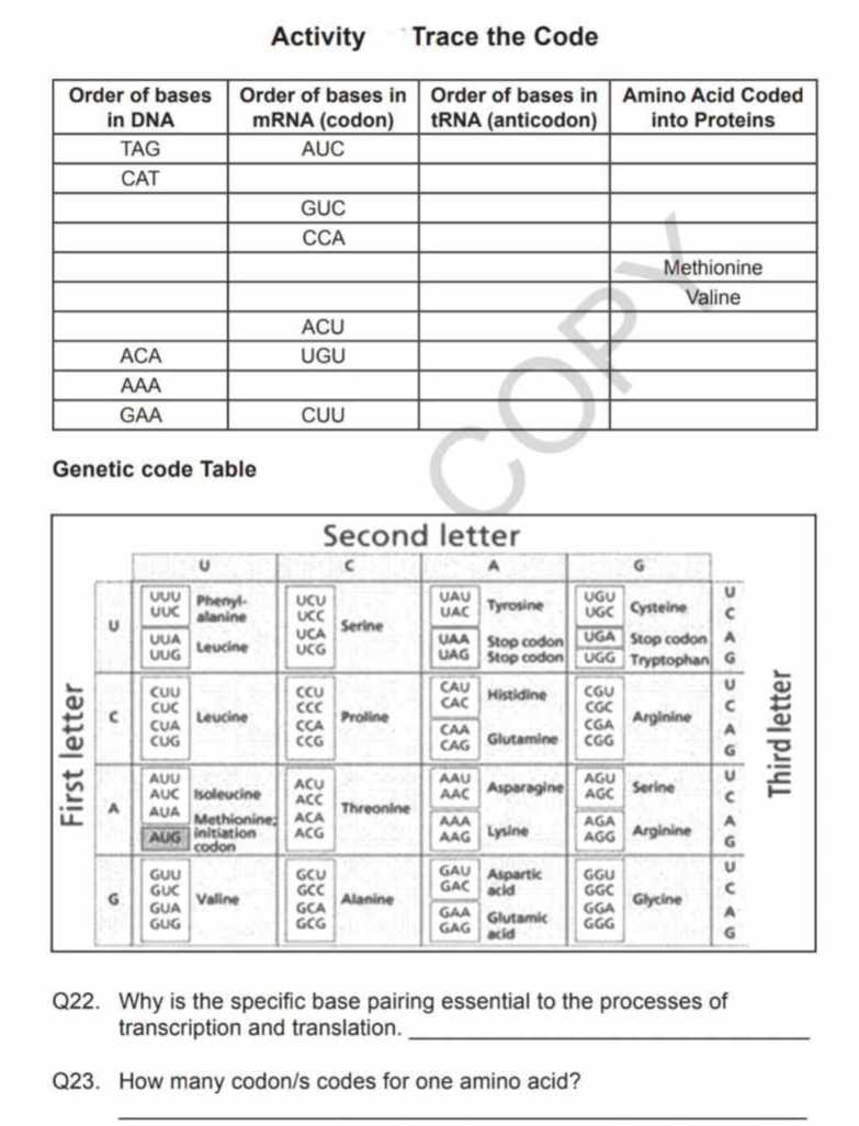 Activity Trace the Code Order of bases in DNA Order of bases in mRNA ...