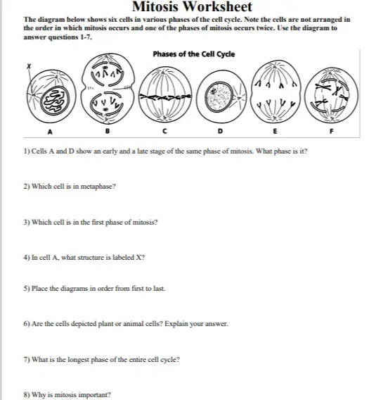 Mitosis Worksheet The diagram below shows six cells in various phases ...