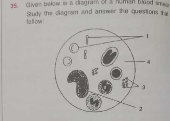 35. Given below is a diagram of a human blood smear Study the diagram ...
