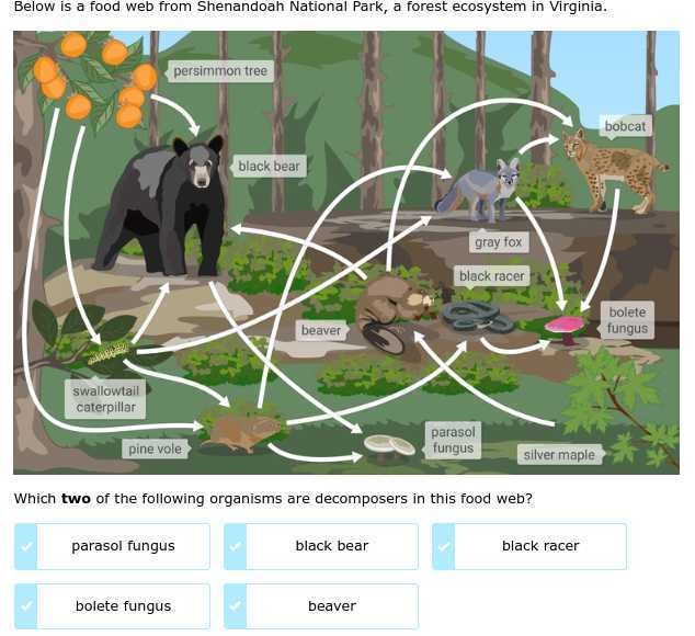 Below is a food web from Shenandoah National Park, a forest ecosystem ...