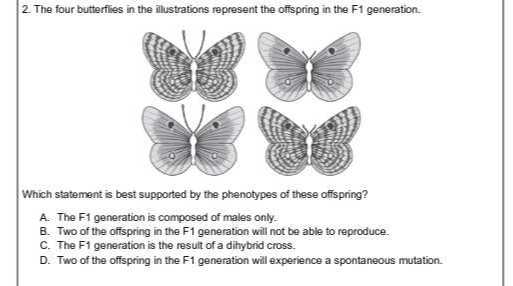 2 the four butterflies in the illustrations represent the offspring in ...