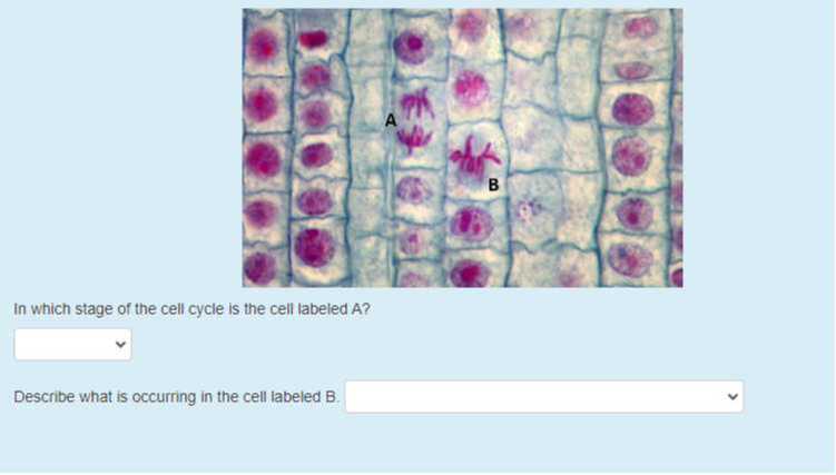 in which stage of the cell cycle is the cell labeled a describe what is ...