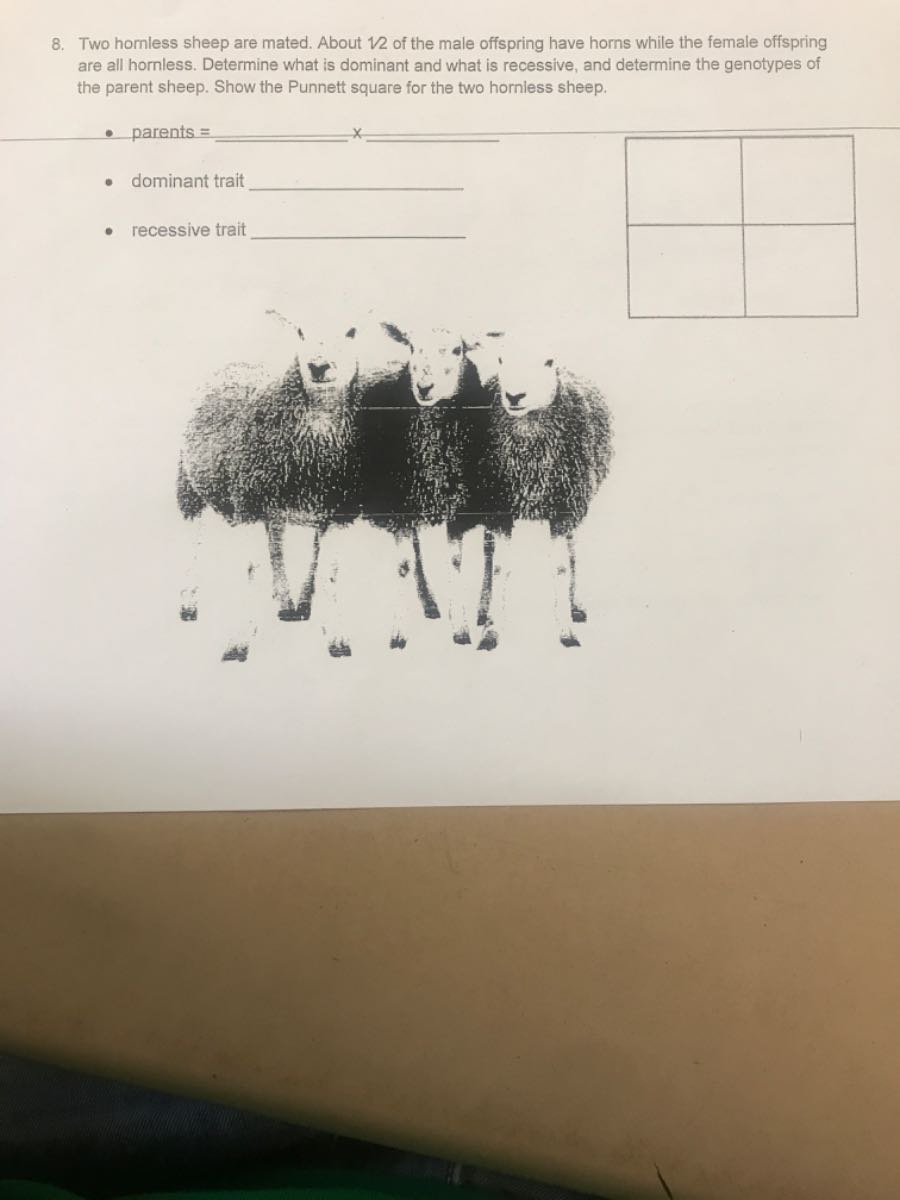 8. Two homless sheep are mated. About 1 / 2 of the male offspring have ...