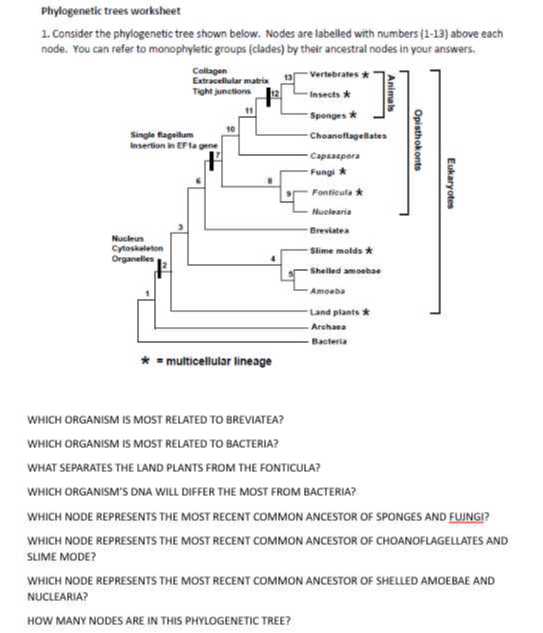 Phylogenetic trees worksheet 1. Consider the...
