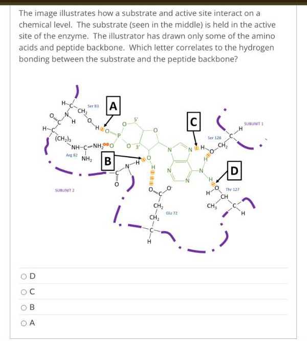 [GET ANSWER] The image illustrates how a substrate and active site ...