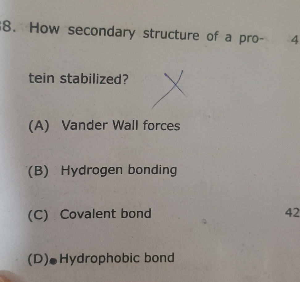 8. How secondary structure of a protein stabilized? (A) Vander Wall ...