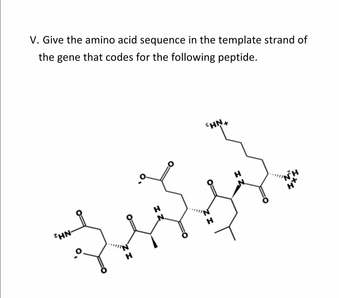 V. Give the amino acid sequence in the template strand of the gene that ...