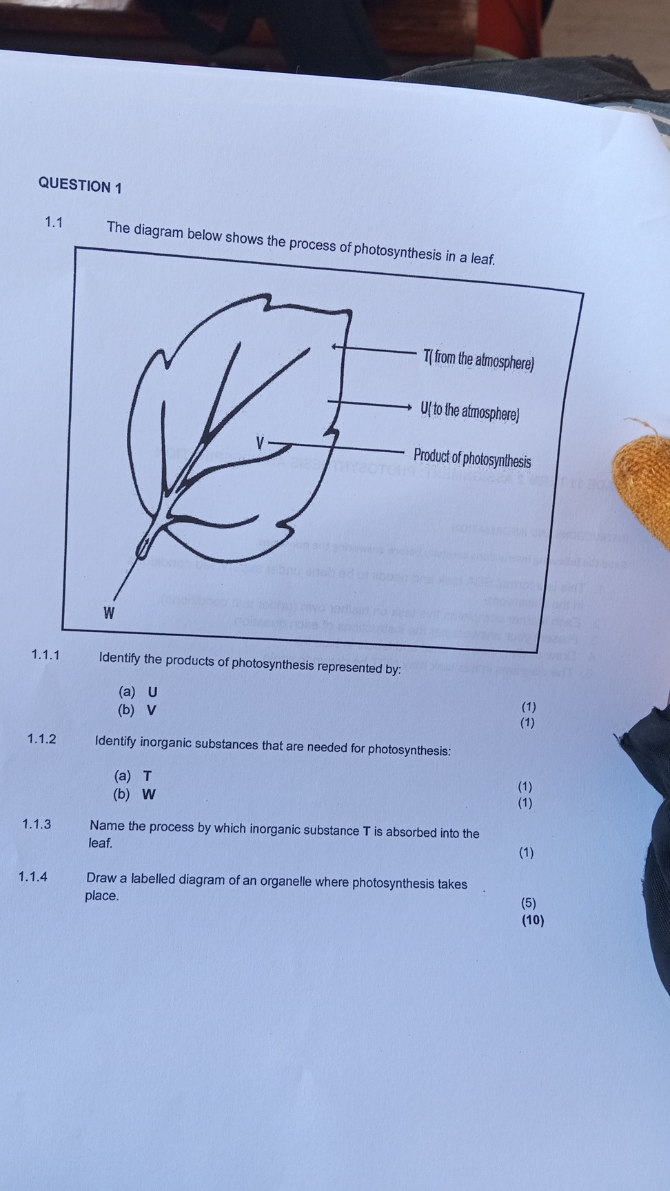 QUESTION 1 1.1 The diagram below shows the process of photosynthesis in ...