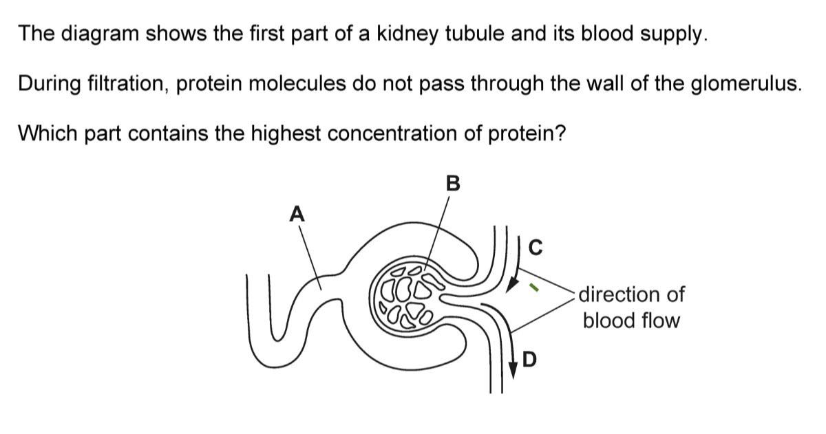 The diagram shows the first part of a kidney tubule and its blood ...