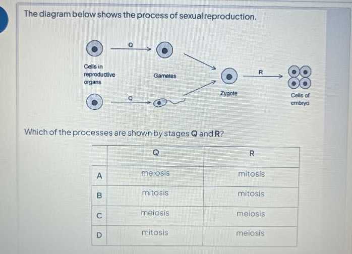 The diagram below shows the process of sexual reproduction. Which of ...