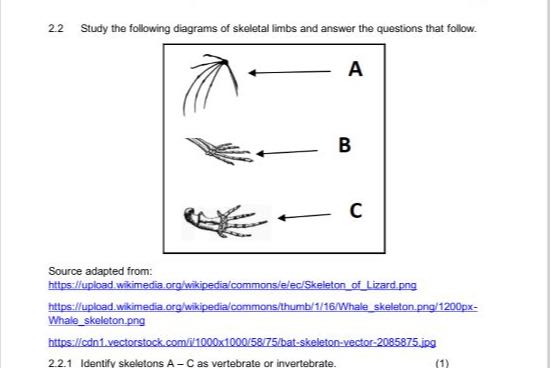 22 study the following diagrams of skeletal limbs and answer the ...