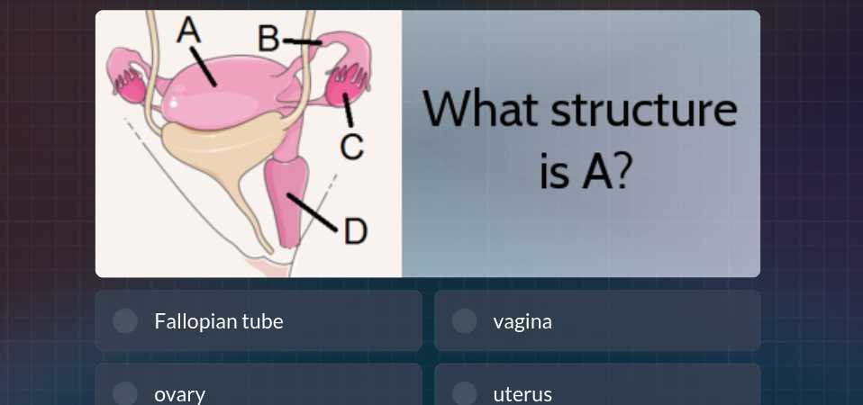 What structure is A? Fallopian tube vagina ovary uterus