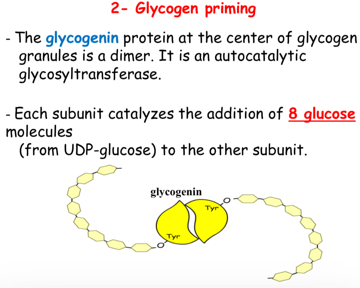 2- Glycogen priming - The glycogenin protein at the center of glycogen ...