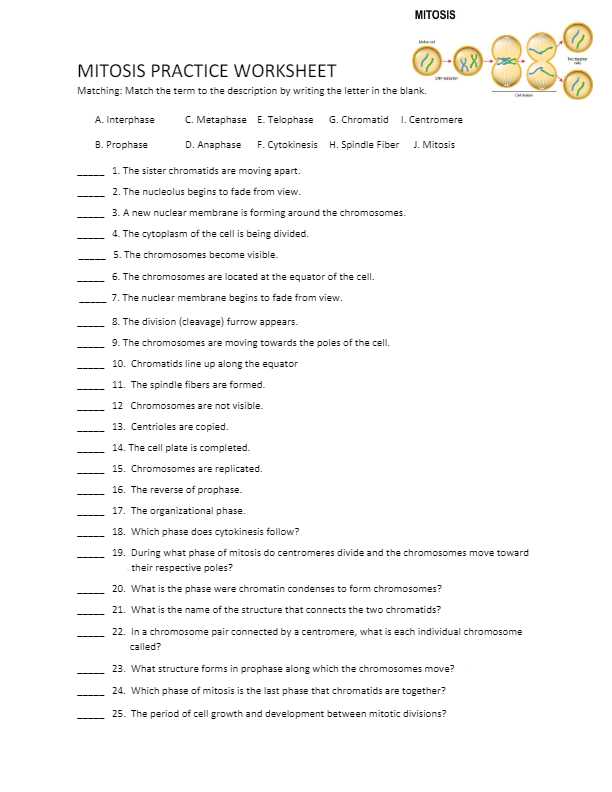MITOSIS MITOSIS PRACTICE WORKSHEET (11) (88) ·( Matching:...