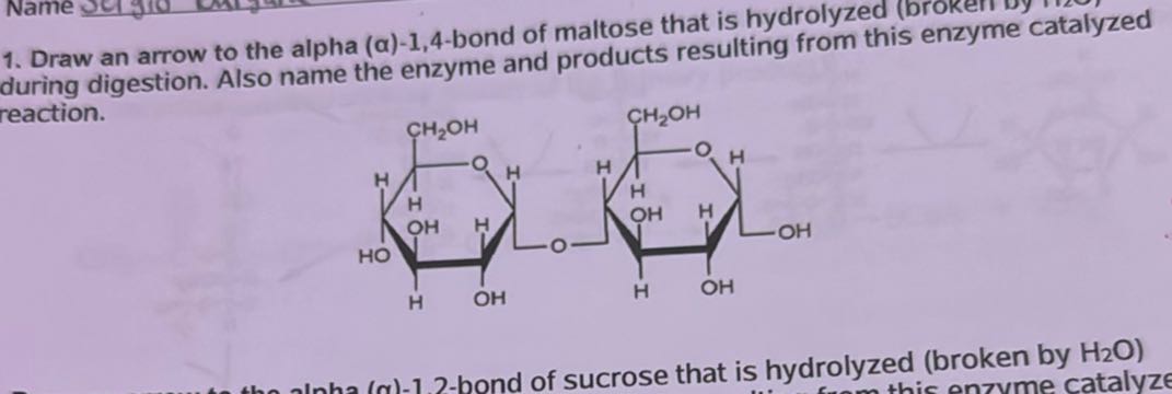 1. Draw an arrow to the alpha ( α )-1,4-bond of maltose that is ...