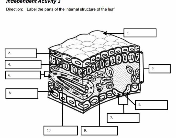 independent activity 3 direction label the parts of the internal ...