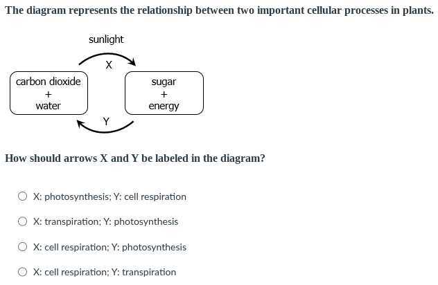 The diagram represents the relationship between two important cellular ...