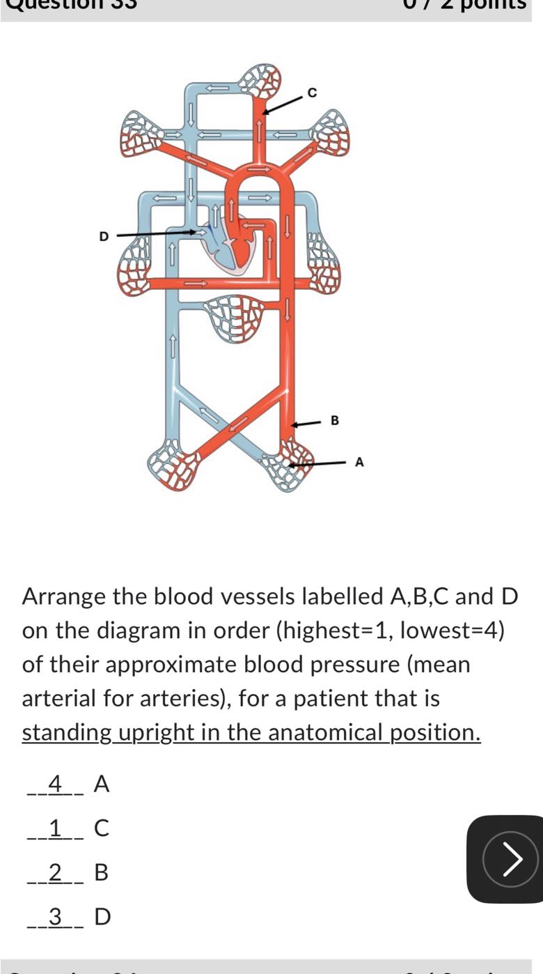 Arrange the blood vessels labelled A,B,C and D on the diagram in order ...