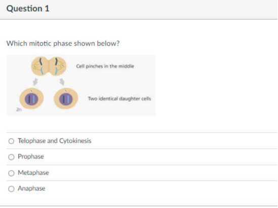Question 1 Which mitotic phase shown below? Cell pinches in the middle ...
